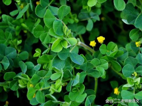 苜蓿怎么读拼音_苜蓿的拼音是什么-第1张图片-山城妙识