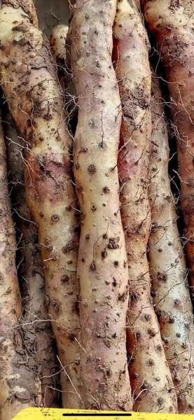 铁棍山药产地是哪里_正宗温县垆土铁棍山药怎么挑-第1张图片-山城妙识