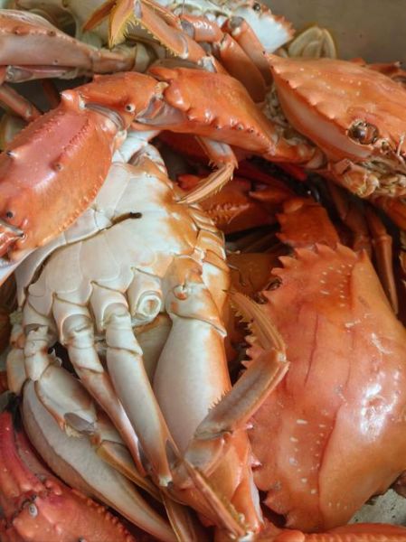 螃蟹图片怎么拍_真实高清螃蟹照片怎么找-第3张图片-山城妙识 螃蟹图片怎么拍_真实高清螃蟹照片怎么找-第3张图片-山城妙识