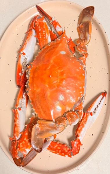 螃蟹图片怎么拍_真实高清螃蟹照片怎么找-第2张图片-山城妙识 螃蟹图片怎么拍_真实高清螃蟹照片怎么找-第2张图片-山城妙识