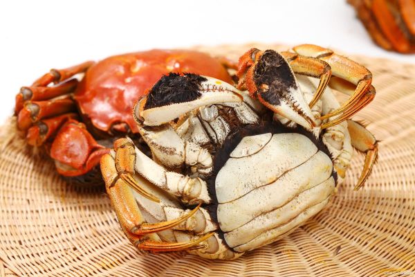 螃蟹图片怎么拍_真实高清螃蟹照片怎么找-第1张图片-山城妙识 螃蟹图片怎么拍_真实高清螃蟹照片怎么找-第1张图片-山城妙识