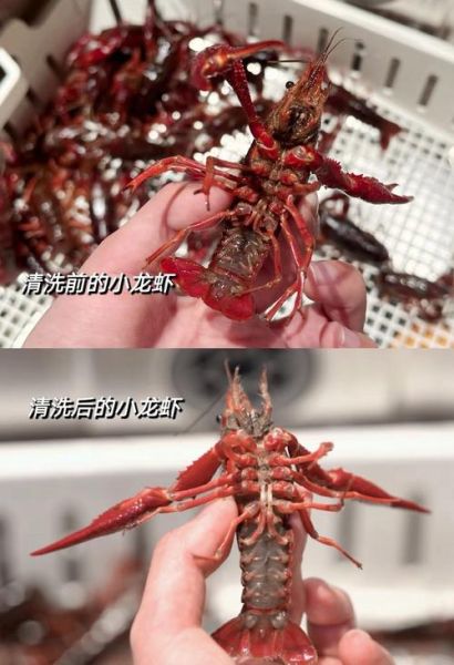 龙虾怎么清洗_龙虾怎么做才好吃-第1张图片-山城妙识 龙虾怎么清洗_龙虾怎么做才好吃-第1张图片-山城妙识