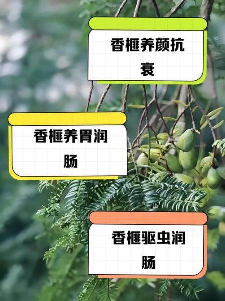 香榧子的功效与作用禁忌_哪些人不能吃香榧子-第3张图片-山城妙识 香榧子的功效与作用禁忌_哪些人不能吃香榧子-第3张图片-山城妙识