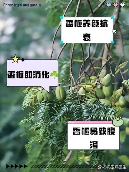 香榧子的功效与作用禁忌_哪些人不能吃香榧子-第2张图片-山城妙识 香榧子的功效与作用禁忌_哪些人不能吃香榧子-第2张图片-山城妙识