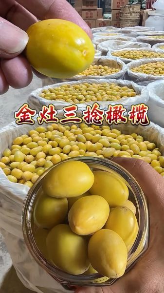 金玉三捻橄榄价格多少钱一斤_金玉三捻橄榄为什么这么贵-第2张图片-山城妙识