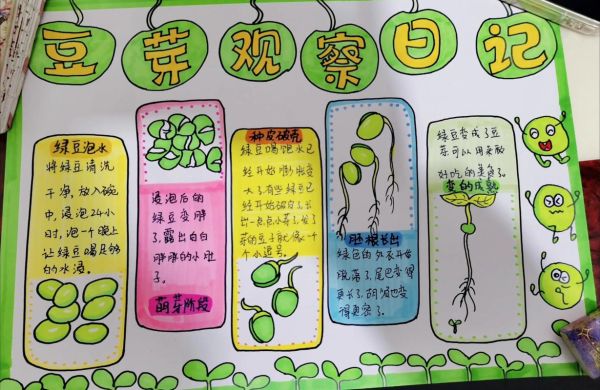 豆芽生长过程记录_怎么在家快速发豆芽-第1张图片-山城妙识 豆芽生长过程记录_怎么在家快速发豆芽-第1张图片-山城妙识