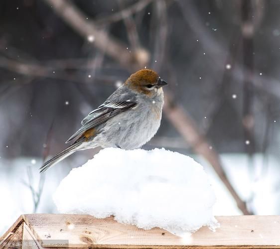 暴风雪中的白鸟_白鸟象征什么-第1张图片-山城妙识 暴风雪中的白鸟_白鸟象征什么-第1张图片-山城妙识