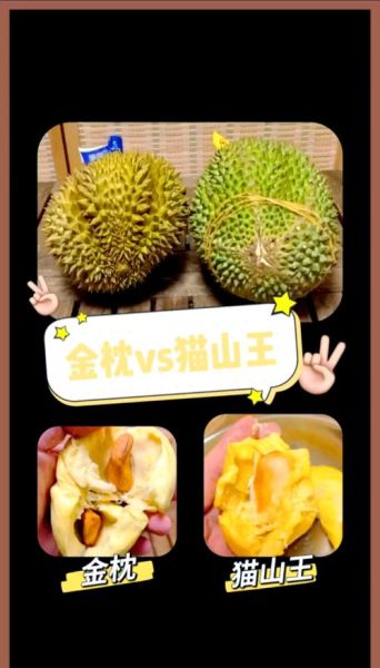 猫山王榴莲和金枕头榴莲区别_哪个更好吃-第2张图片-山城妙识 猫山王榴莲和金枕头榴莲区别_哪个更好吃-第2张图片-山城妙识