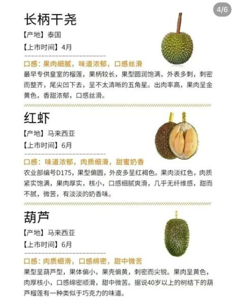 猫山王榴莲和金枕头榴莲区别_哪个更好吃-第3张图片-山城妙识 猫山王榴莲和金枕头榴莲区别_哪个更好吃-第3张图片-山城妙识