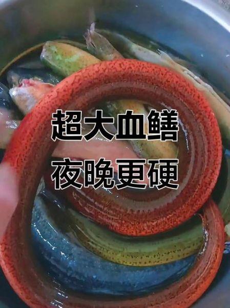 黄鳝的血有什么功效_黄鳝血能治什么病-第2张图片-山城妙识 黄鳝的血有什么功效_黄鳝血能治什么病-第2张图片-山城妙识