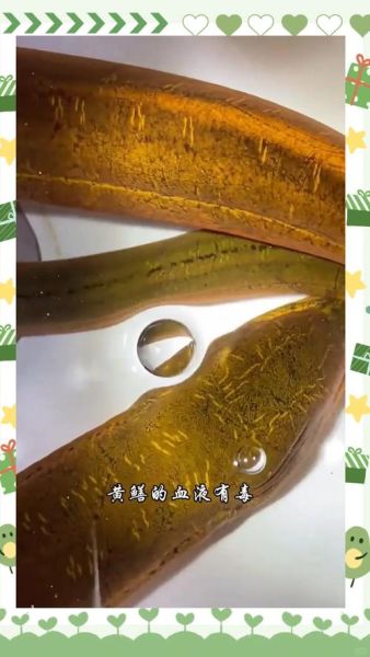 黄鳝的血有什么功效_黄鳝血能治什么病-第3张图片-山城妙识 黄鳝的血有什么功效_黄鳝血能治什么病-第3张图片-山城妙识