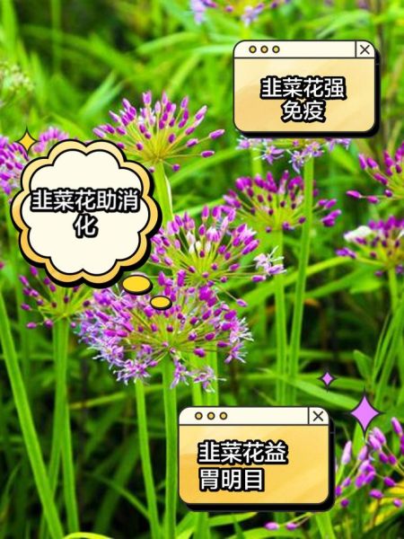 韭菜花的功效与作用_韭菜花什么人不能吃-第2张图片-山城妙识 韭菜花的功效与作用_韭菜花什么人不能吃-第2张图片-山城妙识