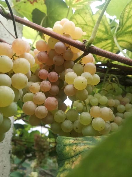 水晶葡萄怎么挑选_水晶葡萄的功效与作用-第2张图片-山城妙识 水晶葡萄怎么挑选_水晶葡萄的功效与作用-第2张图片-山城妙识