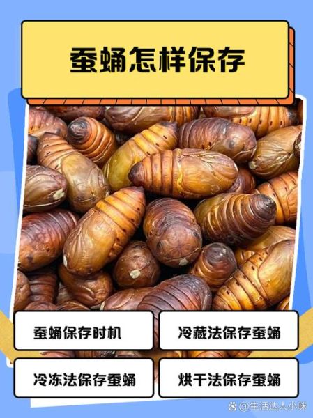 蝉蛹怎么保存_蝉蛹冷冻能放多久-第3张图片-山城妙识 蝉蛹怎么保存_蝉蛹冷冻能放多久-第3张图片-山城妙识