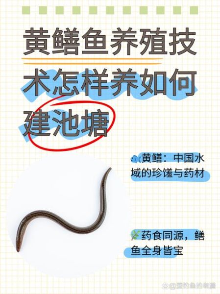 黄鳝养殖视频_如何养好黄鳝-第1张图片-山城妙识 黄鳝养殖视频_如何养好黄鳝-第1张图片-山城妙识
