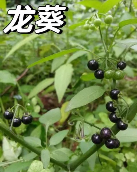 龙葵的功效与作用_龙葵能治什么病-第1张图片-山城妙识 龙葵的功效与作用_龙葵能治什么病-第1张图片-山城妙识