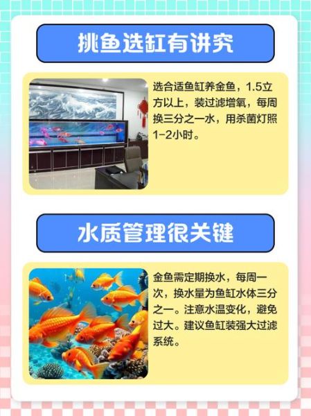 金鱼怎么养_金鱼多久换一次水-第2张图片-山城妙识 金鱼怎么养_金鱼多久换一次水-第2张图片-山城妙识