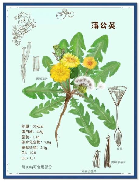 蒲公英治胃病真的有效吗_如何正确食用蒲公英-第2张图片-山城妙识 蒲公英治胃病真的有效吗_如何正确食用蒲公英-第2张图片-山城妙识