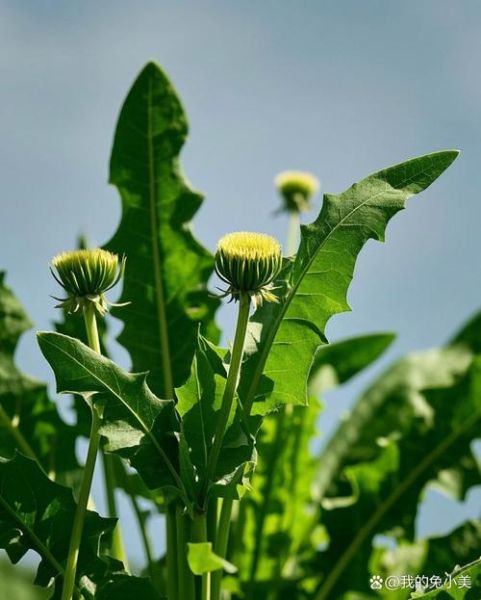 蒲公英治胃病真的有效吗_如何正确食用蒲公英-第3张图片-山城妙识 蒲公英治胃病真的有效吗_如何正确食用蒲公英-第3张图片-山城妙识
