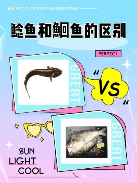 鲇鱼怎么读_鲇鱼与鲶鱼的区别-第1张图片-山城妙识 鲇鱼怎么读_鲇鱼与鲶鱼的区别-第1张图片-山城妙识