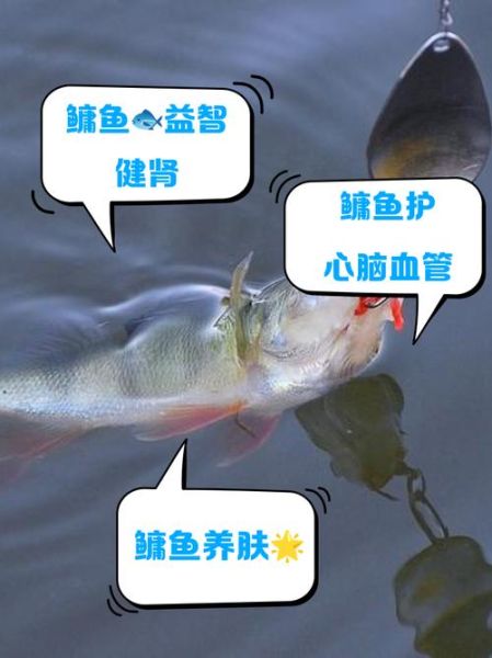 鳙鱼图片高清_鳙鱼怎么分辨胖头鱼-第2张图片-山城妙识 鳙鱼图片高清_鳙鱼怎么分辨胖头鱼-第2张图片-山城妙识