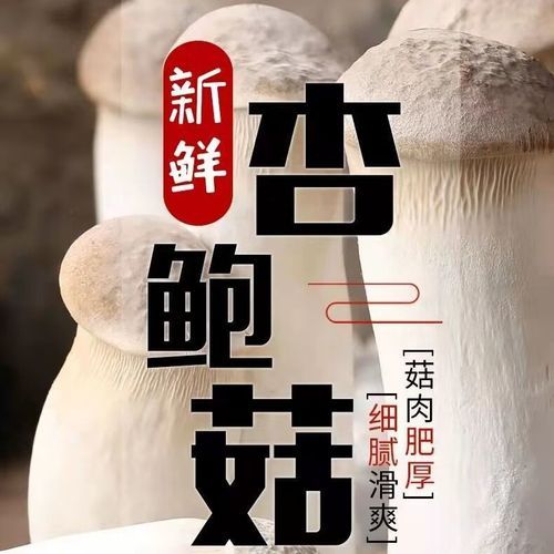 鸡腿菇长什么样子_鸡腿菇和杏鲍菇区别-第3张图片-山城妙识 鸡腿菇长什么样子_鸡腿菇和杏鲍菇区别-第3张图片-山城妙识
