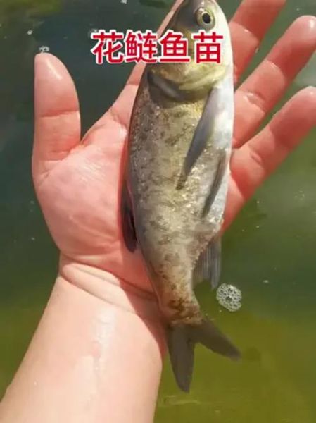 鳙鱼图片高清_鳙鱼怎么分辨胖头鱼-第1张图片-山城妙识 鳙鱼图片高清_鳙鱼怎么分辨胖头鱼-第1张图片-山城妙识