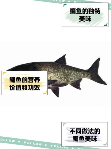 鳙鱼图片高清_鳙鱼怎么分辨胖头鱼-第3张图片-山城妙识 鳙鱼图片高清_鳙鱼怎么分辨胖头鱼-第3张图片-山城妙识