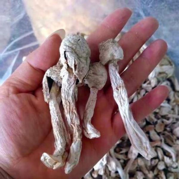 鸡腿菇长什么样子_鸡腿菇和杏鲍菇区别-第2张图片-山城妙识 鸡腿菇长什么样子_鸡腿菇和杏鲍菇区别-第2张图片-山城妙识