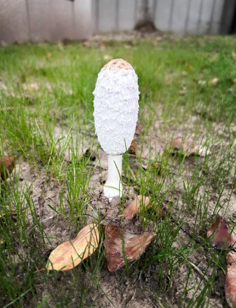 鸡腿菇长什么样子_鸡腿菇和杏鲍菇区别-第1张图片-山城妙识 鸡腿菇长什么样子_鸡腿菇和杏鲍菇区别-第1张图片-山城妙识