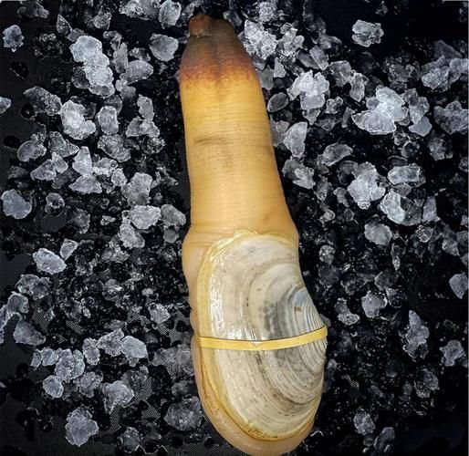 象拔蚌像什么_象拔蚌外形像哪种动物-第1张图片-山城妙识 象拔蚌像什么_象拔蚌外形像哪种动物-第1张图片-山城妙识