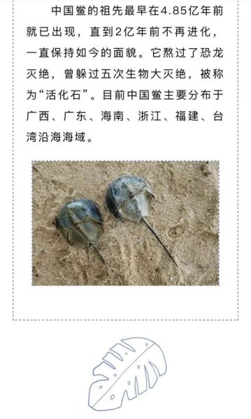 鲎虫怎么读_鲎虫是什么动物-第1张图片-山城妙识 鲎虫怎么读_鲎虫是什么动物-第1张图片-山城妙识