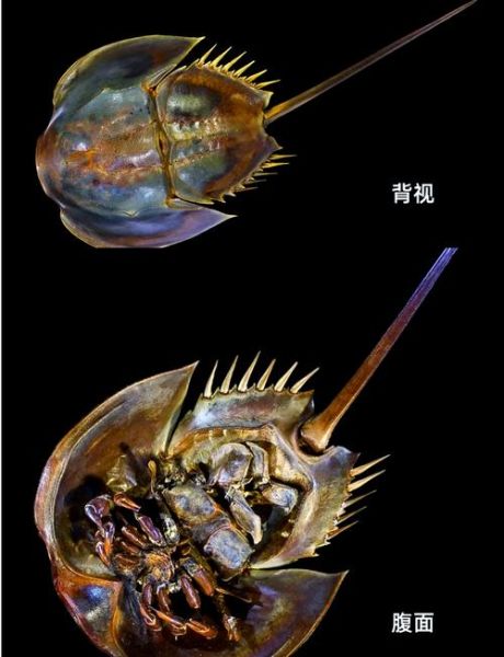 鲎虫怎么读_鲎虫是什么动物-第2张图片-山城妙识 鲎虫怎么读_鲎虫是什么动物-第2张图片-山城妙识