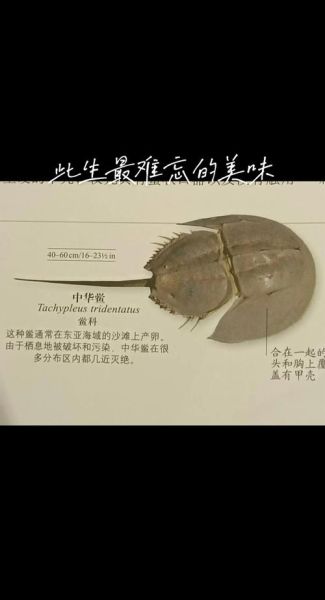 鲎虫怎么读_鲎虫是什么动物-第3张图片-山城妙识 鲎虫怎么读_鲎虫是什么动物-第3张图片-山城妙识