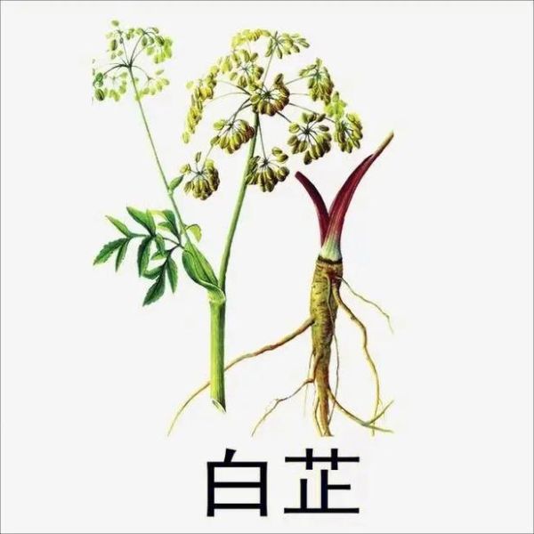 白芷为什么被禁止_白芷禁用的真相-第2张图片-山城妙识
