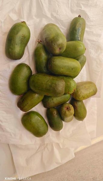 黑龙江特产水果有哪些_黑龙江水果哪里最正宗-第1张图片-山城妙识 黑龙江特产水果有哪些_黑龙江水果哪里最正宗-第1张图片-山城妙识