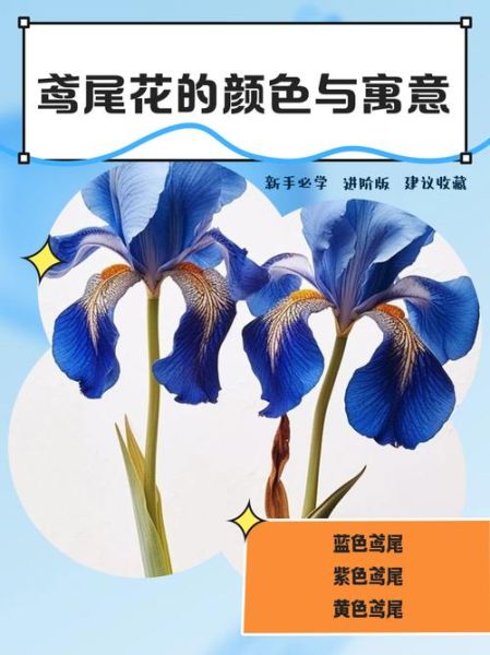 鸢尾花的花语是什么_不同颜色代表什么含义-第1张图片-山城妙识