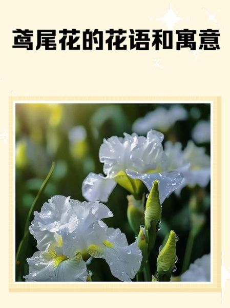 鸢尾花的花语是什么_不同颜色代表什么含义-第3张图片-山城妙识