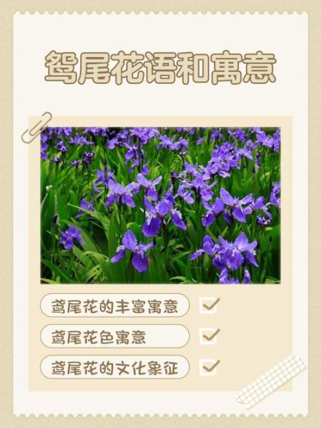 鸢尾花的花语是什么_不同颜色代表什么含义-第2张图片-山城妙识
