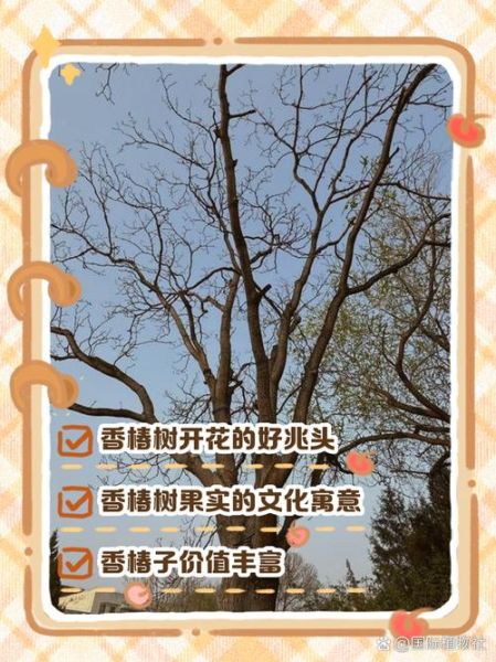 香椿树开花预示着什么_香椿树开花风水寓意-第3张图片-山城妙识 香椿树开花预示着什么_香椿树开花风水寓意-第3张图片-山城妙识