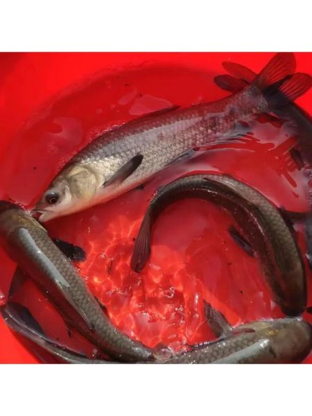 青鱼养殖技术_如何提高青鱼成活率-第1张图片-山城妙识 青鱼养殖技术_如何提高青鱼成活率-第1张图片-山城妙识