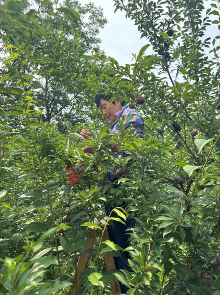 黑布林的功效与作用_黑布林的禁忌有哪些-第2张图片-山城妙识 黑布林的功效与作用_黑布林的禁忌有哪些-第2张图片-山城妙识