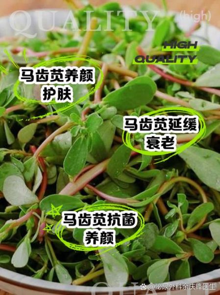 马齿苋煮水洗脸有什么功效_马齿苋水洗脸能祛痘吗-第1张图片-山城妙识 马齿苋煮水洗脸有什么功效_马齿苋水洗脸能祛痘吗-第1张图片-山城妙识