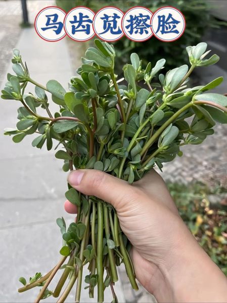 马齿苋煮水洗脸有什么功效_马齿苋水洗脸能祛痘吗-第2张图片-山城妙识 马齿苋煮水洗脸有什么功效_马齿苋水洗脸能祛痘吗-第2张图片-山城妙识