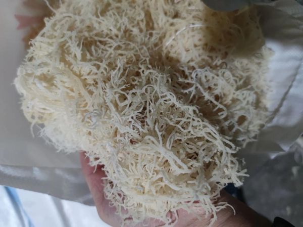 龙须菜是什么菜的苗_龙须菜和石花菜区别-第1张图片-山城妙识 龙须菜是什么菜的苗_龙须菜和石花菜区别-第1张图片-山城妙识