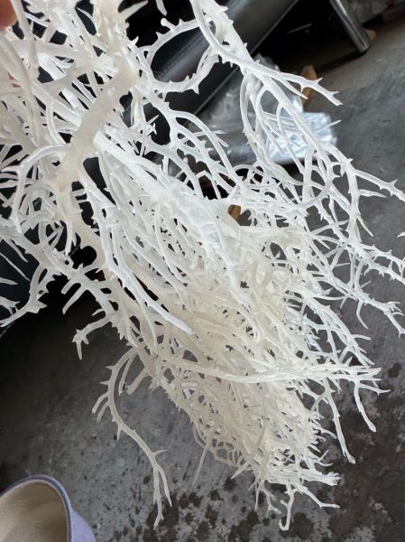 龙须菜是什么菜的苗_龙须菜和石花菜区别-第2张图片-山城妙识 龙须菜是什么菜的苗_龙须菜和石花菜区别-第2张图片-山城妙识