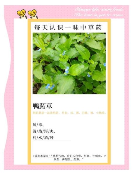 鸭跖草花语是什么_鸭跖草寓意与象征-第2张图片-山城妙识