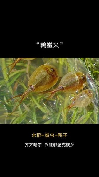 鲎虫和鲎有什么关系_二者区别与联系-第3张图片-山城妙识 鲎虫和鲎有什么关系_二者区别与联系-第3张图片-山城妙识
