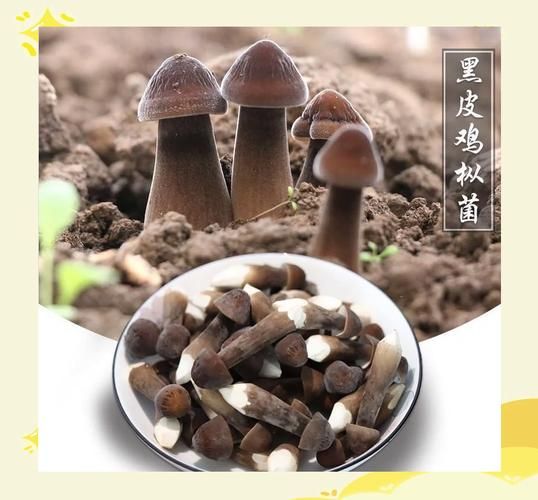 黑皮鸡枞菌多少钱一斤_黑皮鸡枞菌怎么做好吃-第1张图片-山城妙识 黑皮鸡枞菌多少钱一斤_黑皮鸡枞菌怎么做好吃-第1张图片-山城妙识