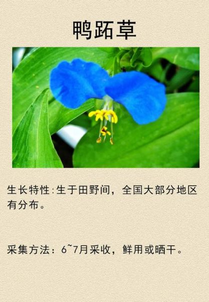 鸭跖草花语是什么_鸭跖草寓意与象征-第3张图片-山城妙识